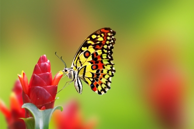 Today's Inspiration: The Butterfly Story - Jasmin Terrany